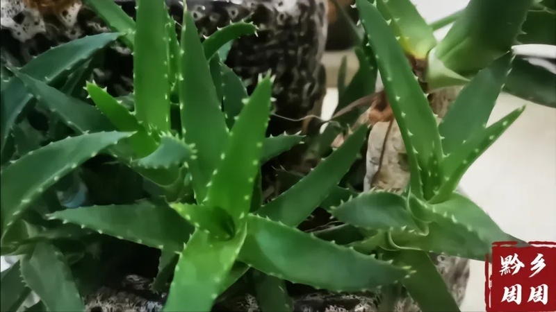 家里养的芦荟不止是盆栽,它还有这些大作用,一起了解一下
