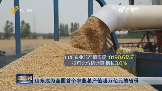 全国首个!山东农林牧渔业总产值突破万亿大关,夏粮、秋粮获丰收