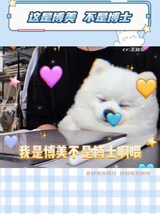 #小狗陪主人上课睡觉 狗狗,你到底在坚持什么,你只是一只狗啊?#娱乐...