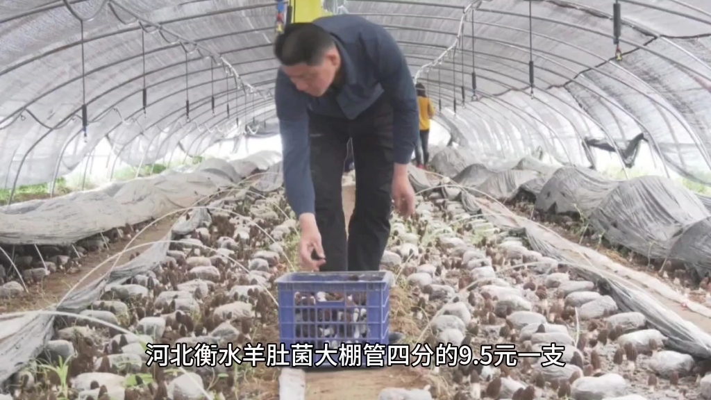 #河北衡水羊肚菌大棚多少钱一亩地?#河北张家口羊肚菌大棚多少钱?#...