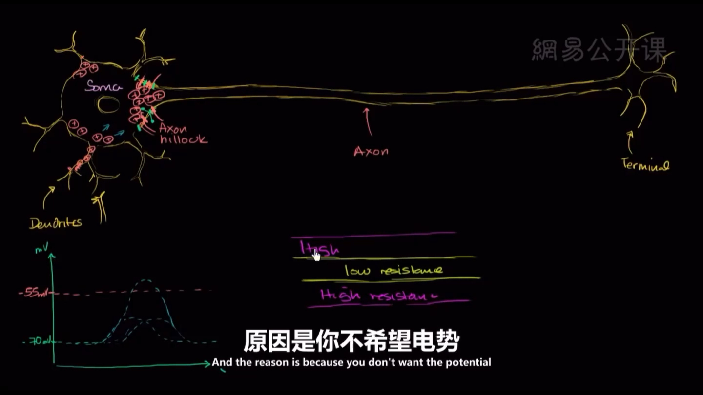【生理学】细胞-生物电-动作电位的传导