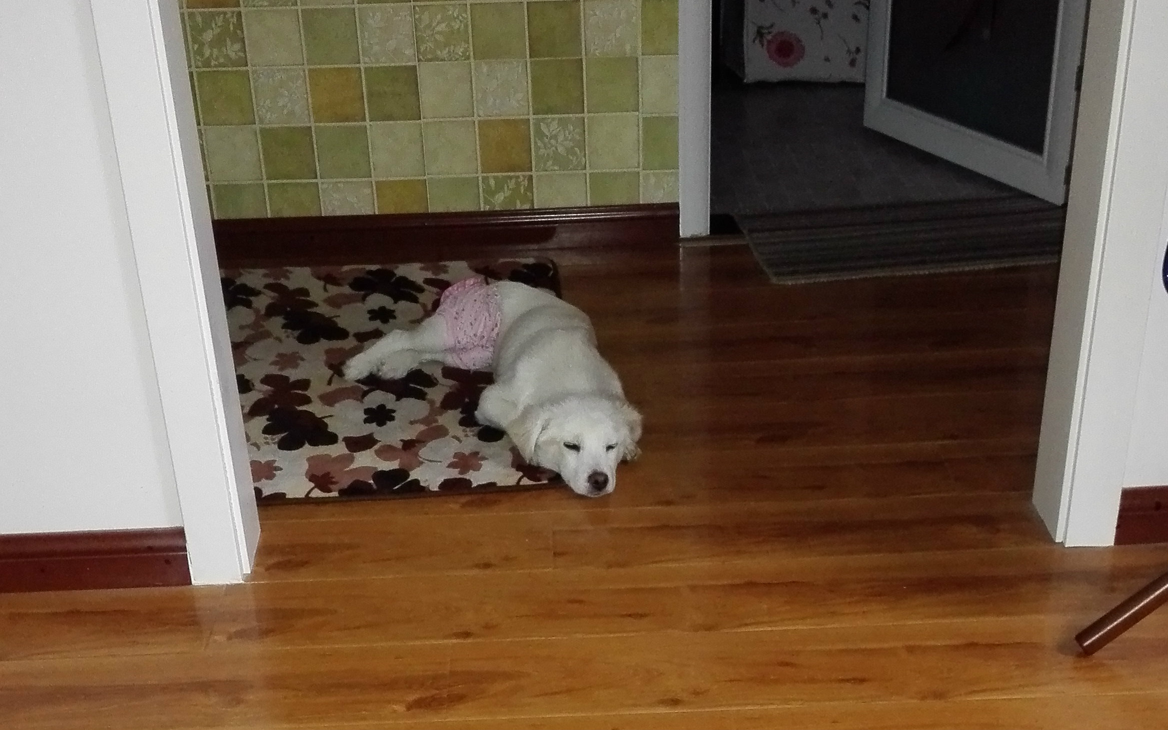 ...黄豆豆的日常】豆豆初潮,昨天带灰灰去医院复检蛋蛋,看着月经裤穿的