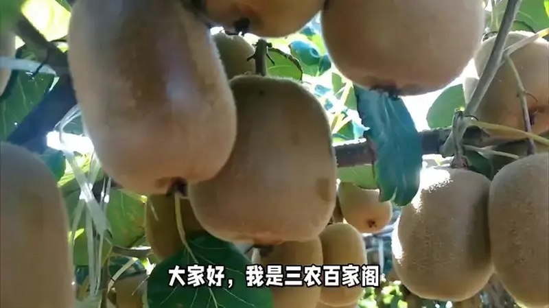 猕猴桃种植:从种子到果实的奇妙旅程