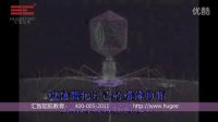汇智起航生物竞赛视频-DNA如何组成