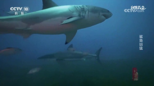 在这个动物种类繁多的世界中,鲨鱼竟然只占据了微小的5%!