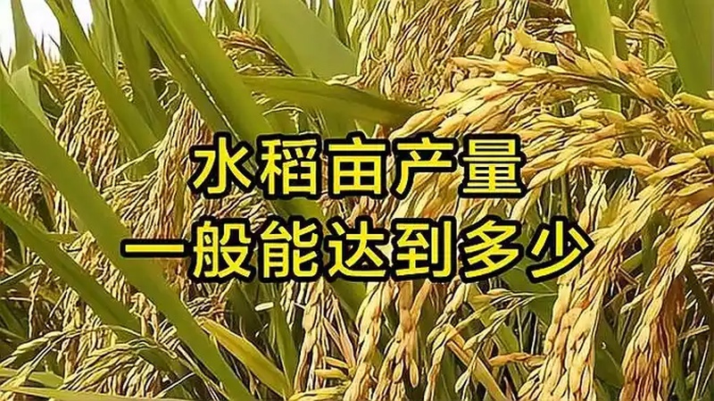 水稻亩产量一般能达到多少