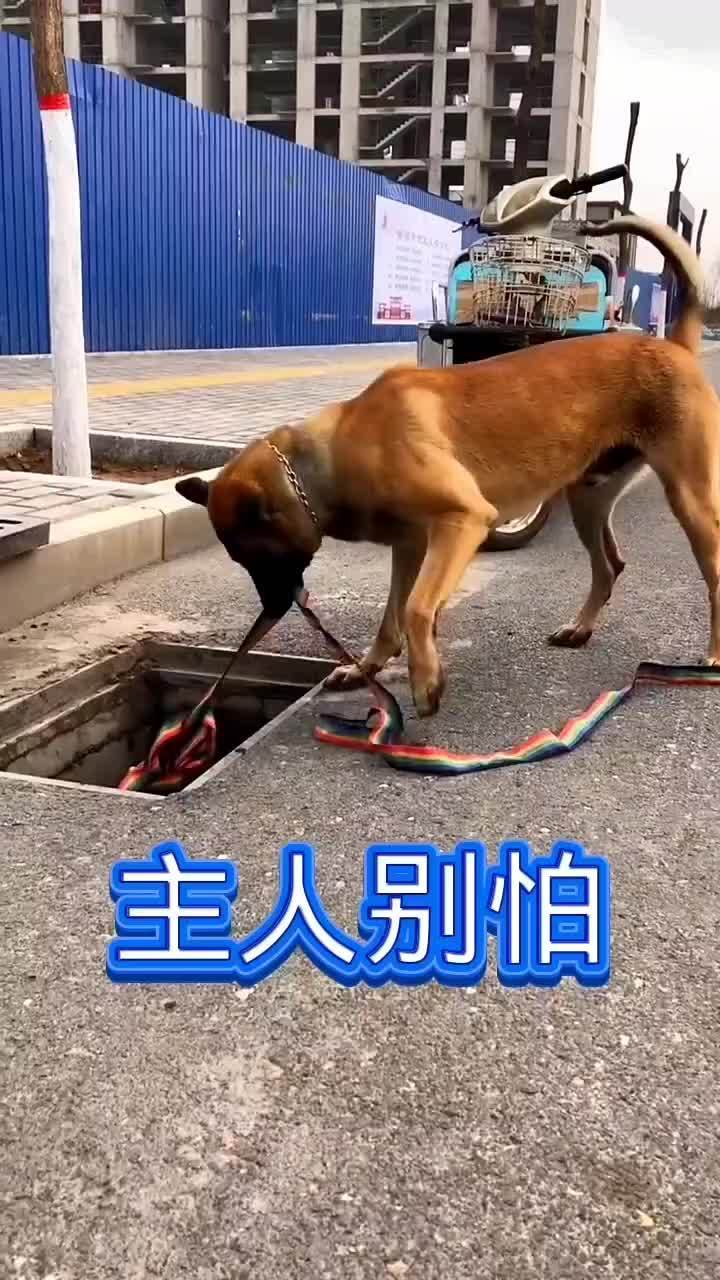狗狗成功营救掉进下水井里的主人