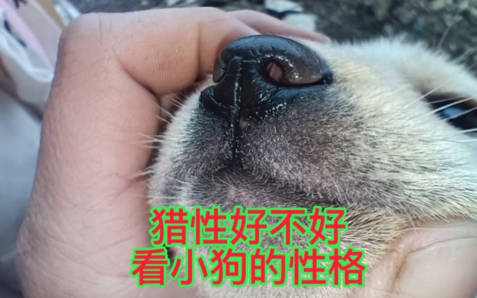 小狗猎性好不好看小狗的性格,不是所有的师傅狗后代都会打猎