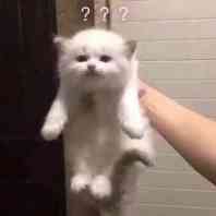 死宅快乐帅 