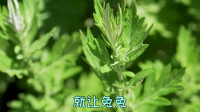 如果用艾叶洗澡,对身体有哪些好处?看完就去摘艾草