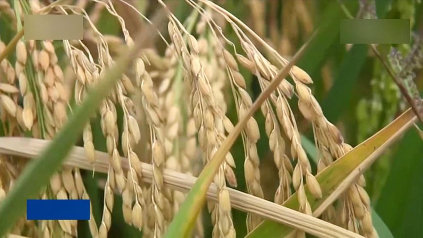 今年我国早稻增产 比去年增长3.9%