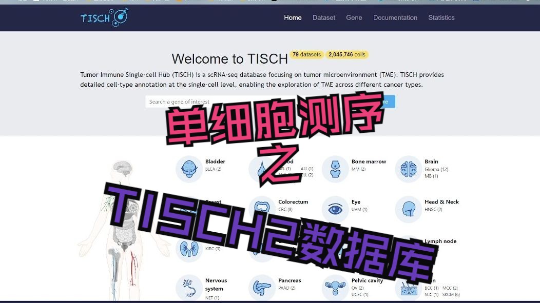 单细胞测序数据库之“TISCH2”