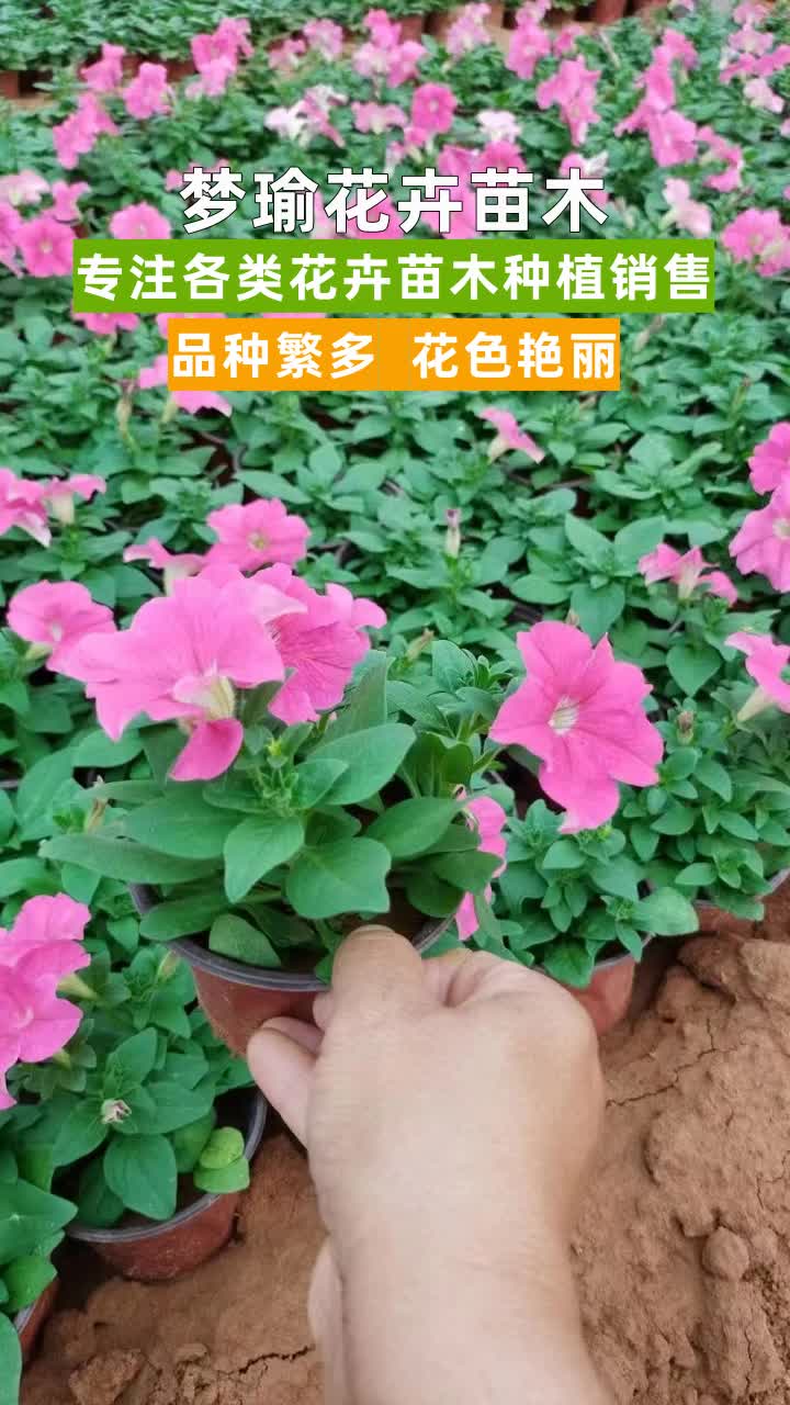 ...草种植基地 #吉林北海道批发价格 #天津百日草小苗 #北京北海道小苗
