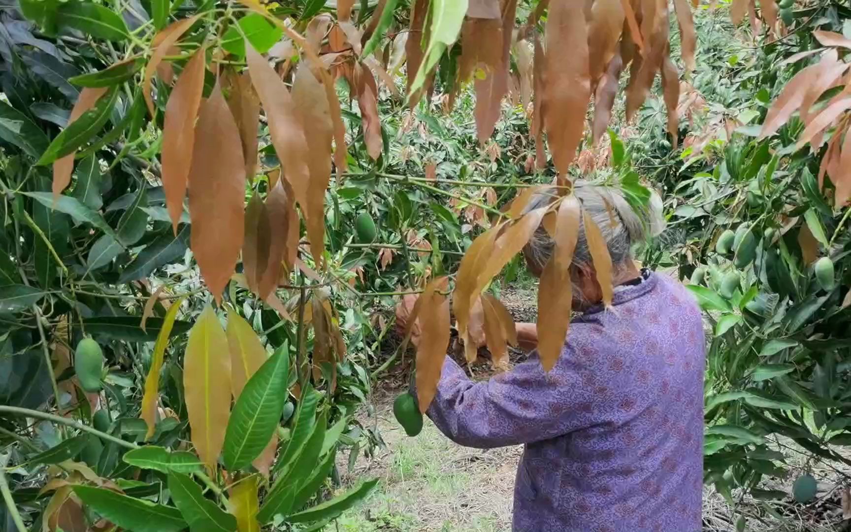 雷三姨正宗广西百色田东桂七芒果山坡红土种植香气独特味甜如蜜