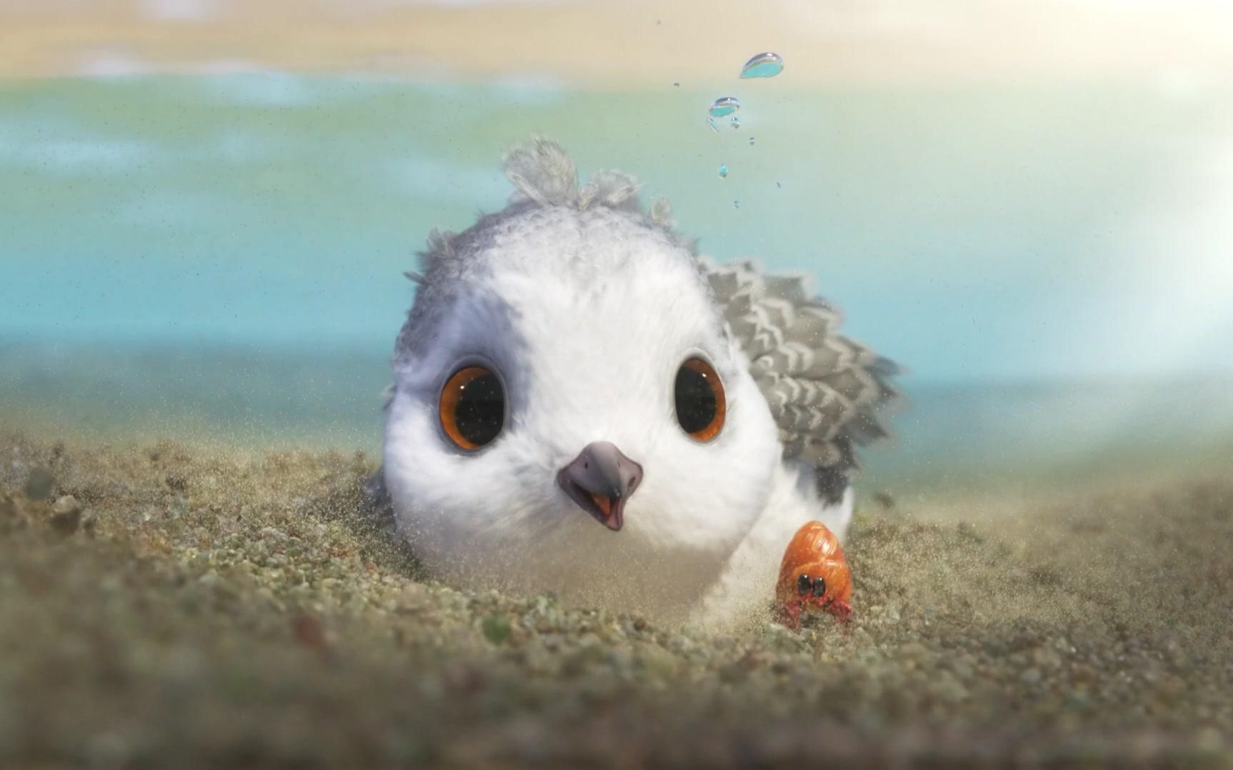 奥斯卡最佳动画短片《鹬》