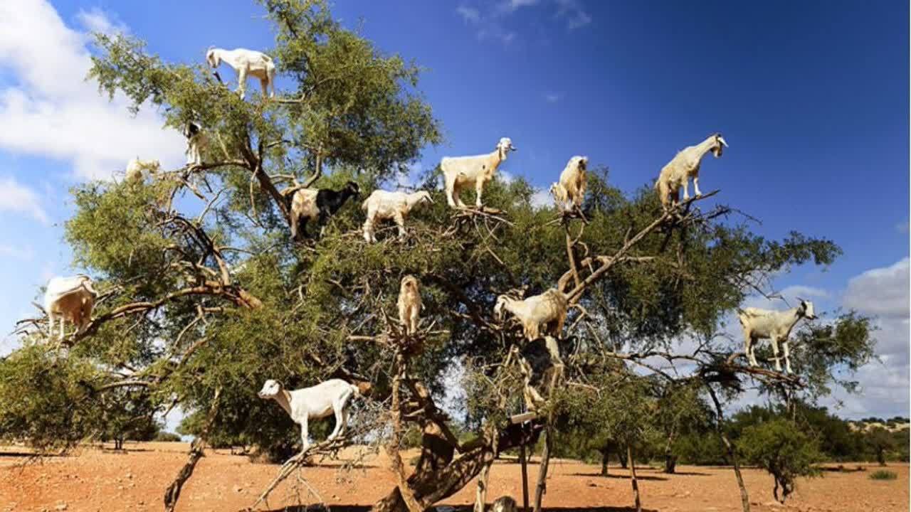 世界上有一种植物,能把一只羊生吞,农夫发现后会马上烧掉