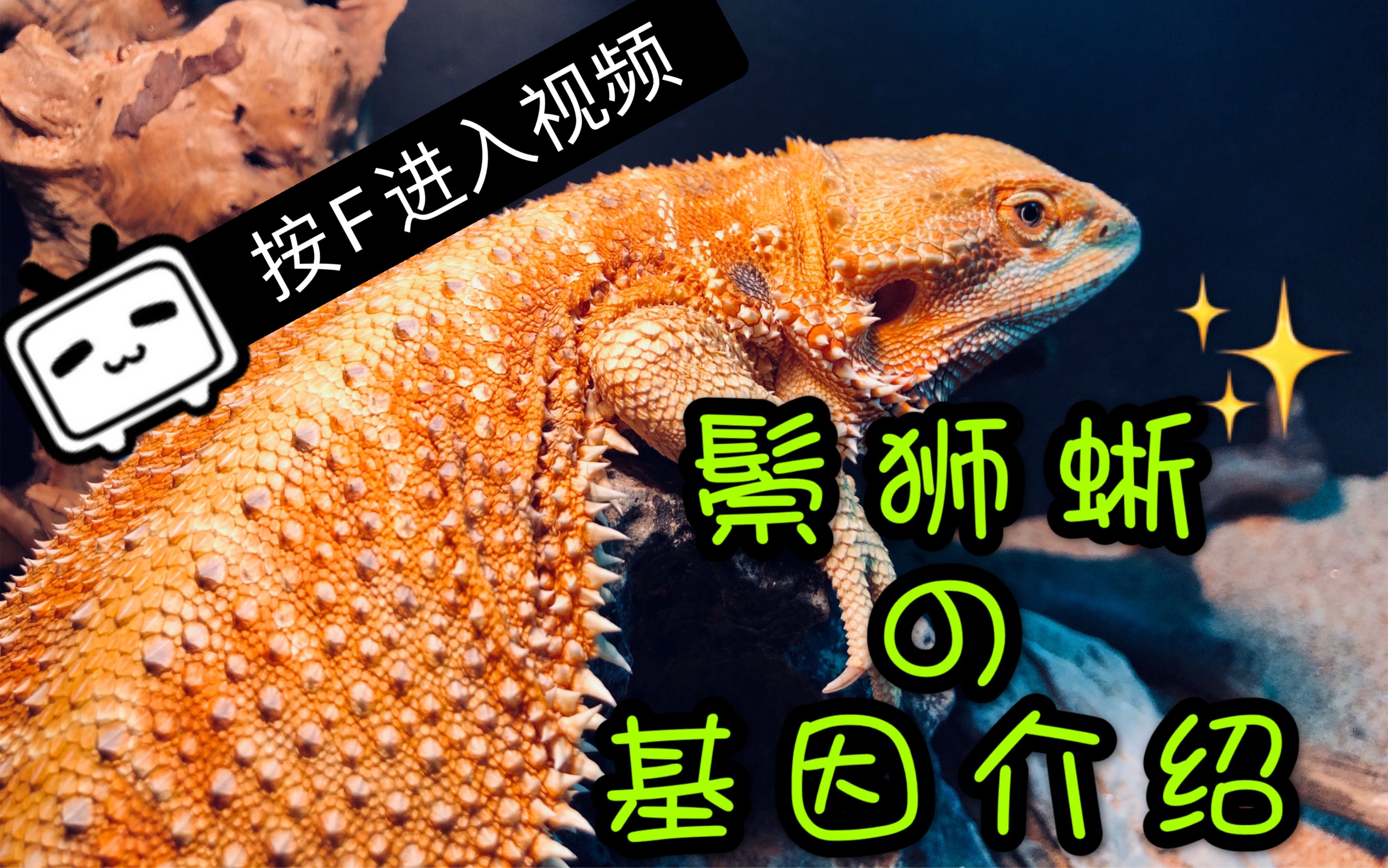 【小白必看】鬃狮蜥的基因介绍