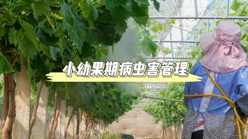 科学合理使用农药,顺序粉粒悬水油肥助,二次稀释,搅拌均匀