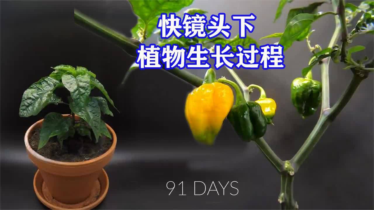 快镜头下5种植物生长过程,从播种到结果,太神奇了