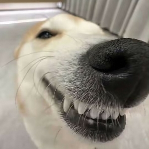 你管俺 