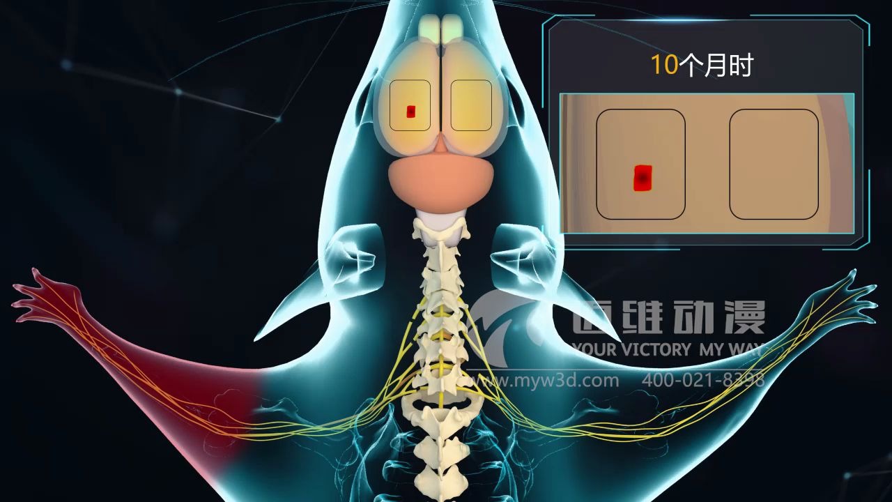 神经系统医学三维动画-药物作用机理演示动画-微观生物演示动画