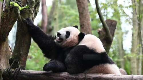 萌兰八卦家族群聊!黑妈在线爆料:它爹和花花妹妹我都看啦