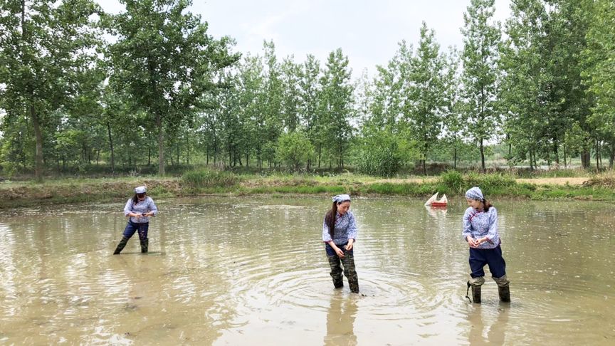 彩云在信阳淮滨淮南湿地:第一次看现场种芡实,原来这样种呀