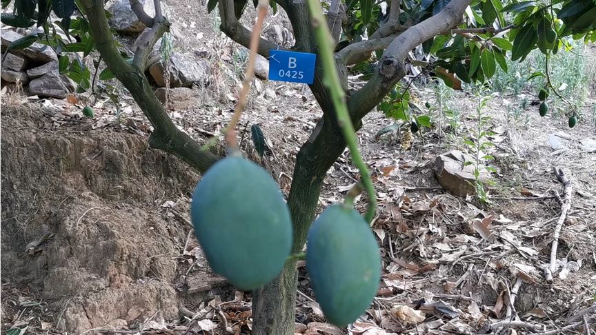 施用后芒果树不用再打农药了,你信吗?#农业技术#种植技术