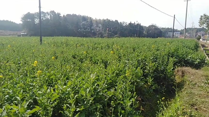油菜硼肥怎么施?十天后这里将是花海,喜欢旅游的我今年不用远足