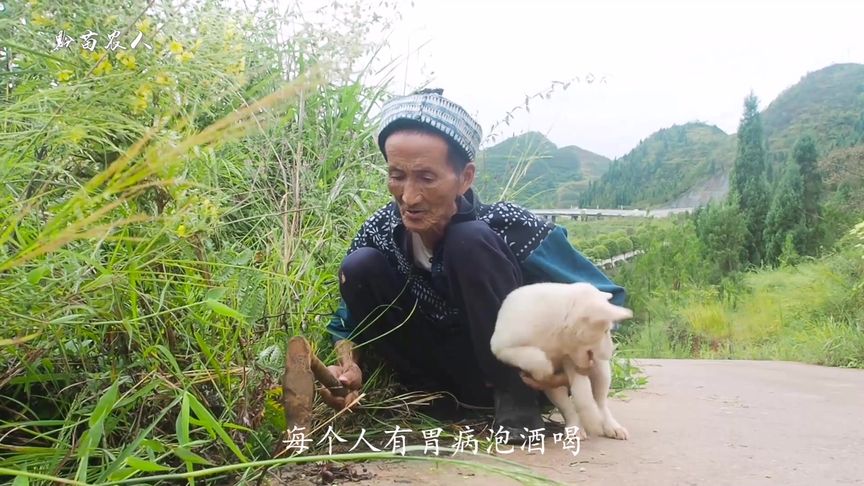 老中医带徒弟上山认识草药,原来这3种草药功效这么好,你认识吗
