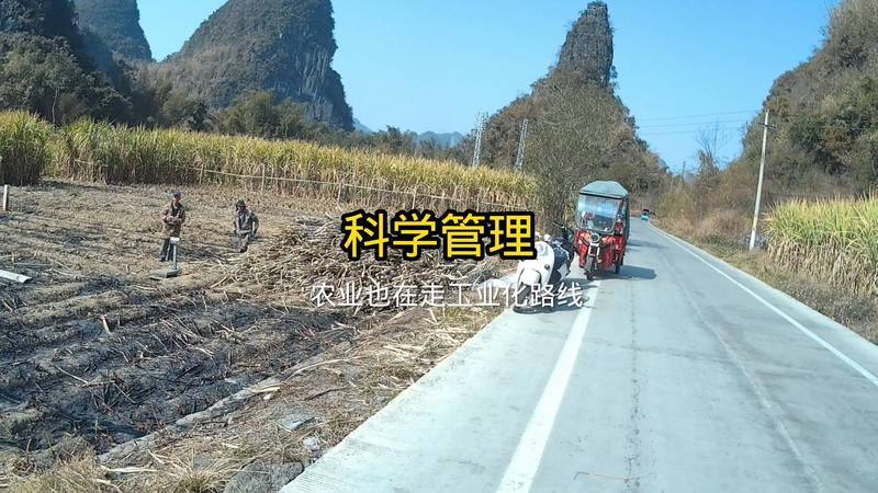 泰勒科学管理经验,充分运用在甘蔗采收上