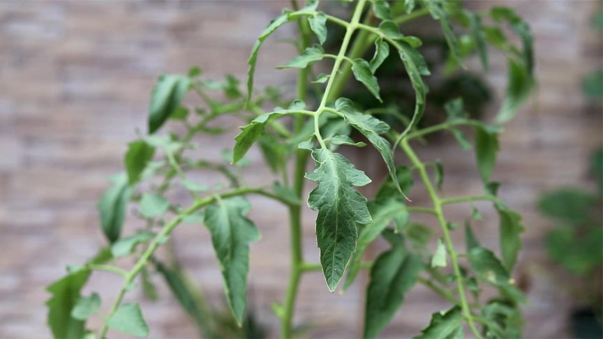 阳台种番茄,为什么生长旺,不开花不结果