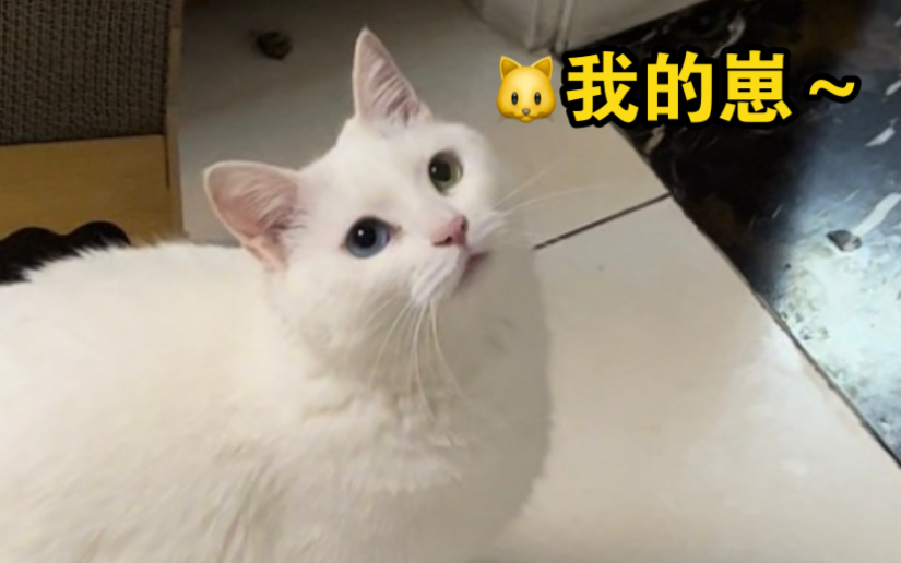 猫咪把你当孩子的三种表现,我和我家猫竟然是共轭母女?!