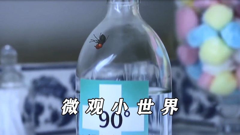 短片《微观小世界》,这只苍蝇失了恋,90度的酒精猛吸好几口