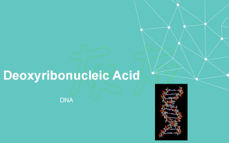 【灰灰-生物】探索DNA的简单结构~