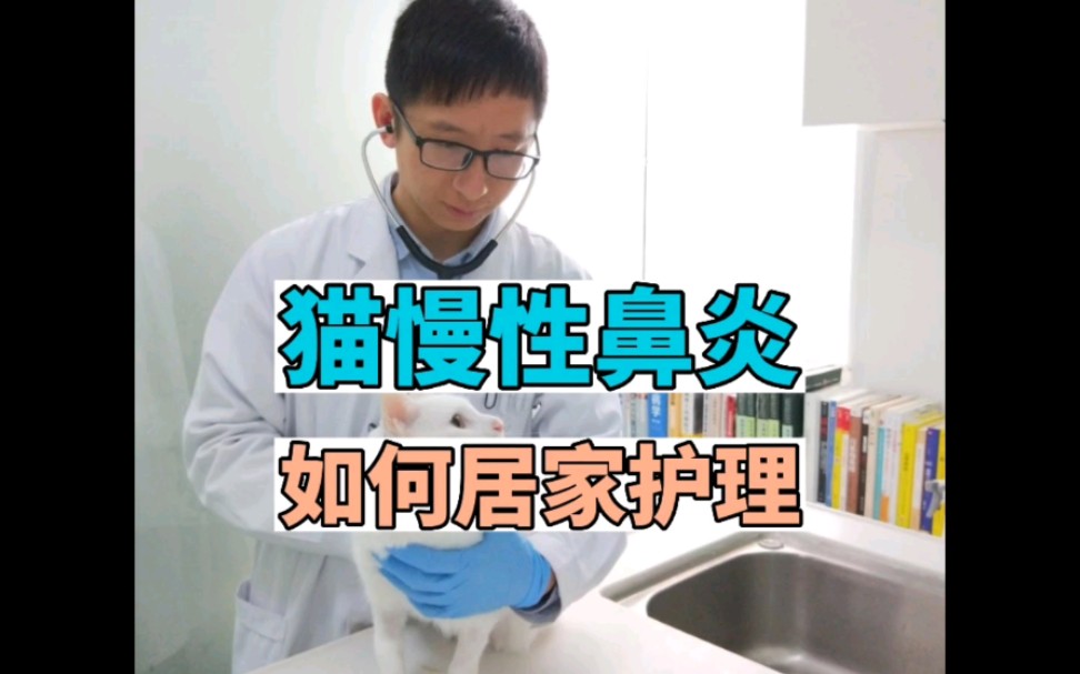 猫慢性鼻炎如何居家护理?