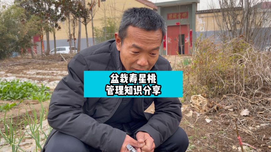 盆栽桃树管理知识