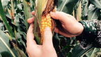 你知道吗?小小的玉米居然有这么大的功效?!