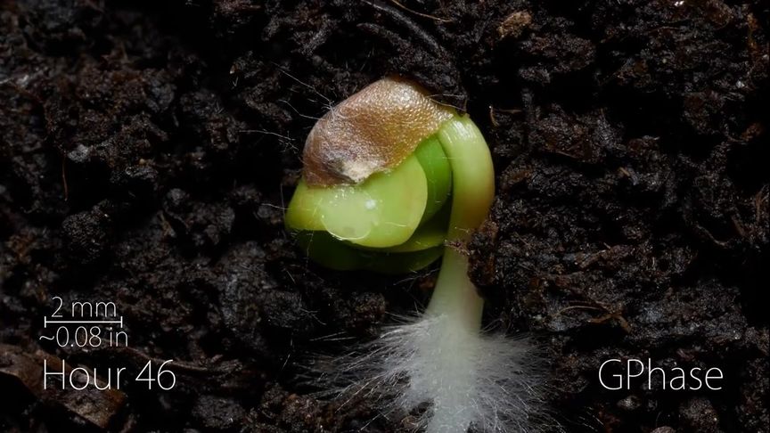 56小时萝卜发芽全过程,发达的根毛组织!