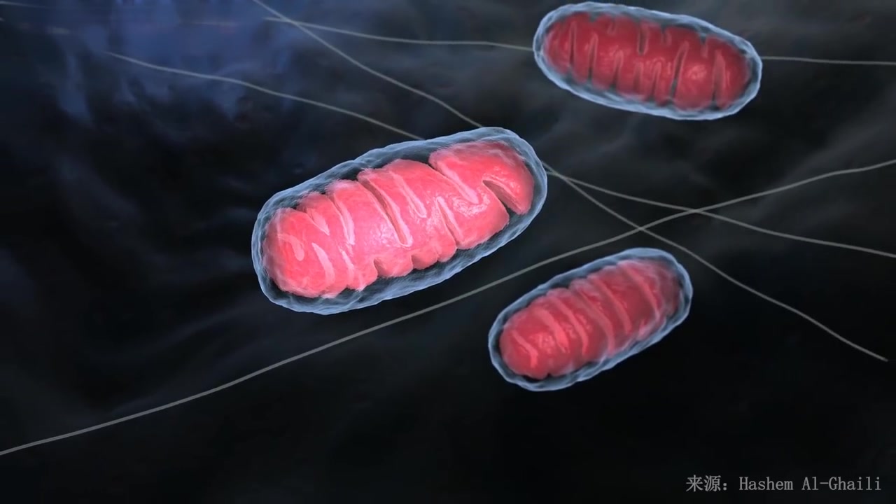 史诗级的人体细胞动画,4分钟视觉享受活细胞内的旅途