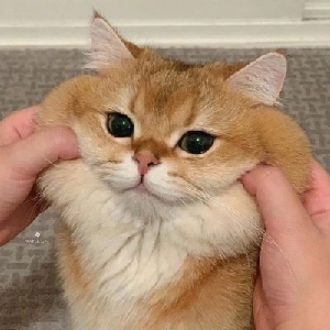 文稿鸭鸭 