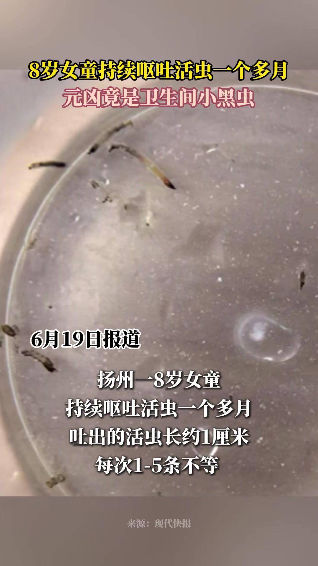 8岁女童持续呕吐活虫一个多月,确诊为毛蠓幼虫感染。卫生间常看到的...