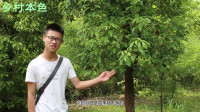 樟树大家一定都听过, 今天给大家介绍一下樟树的成长和用途!
