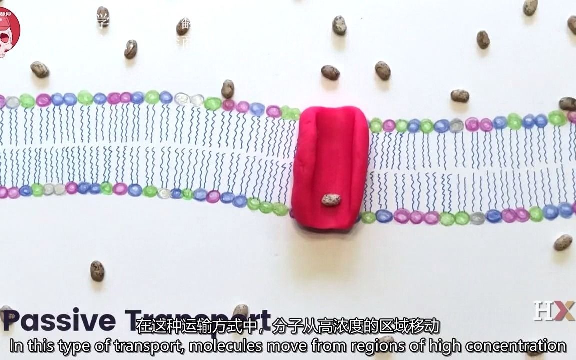 【哈佛大学】| 3.7膜转运蛋白等机制