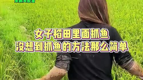 女子稻田里面抓鱼没想到抓鱼的方法那么简单