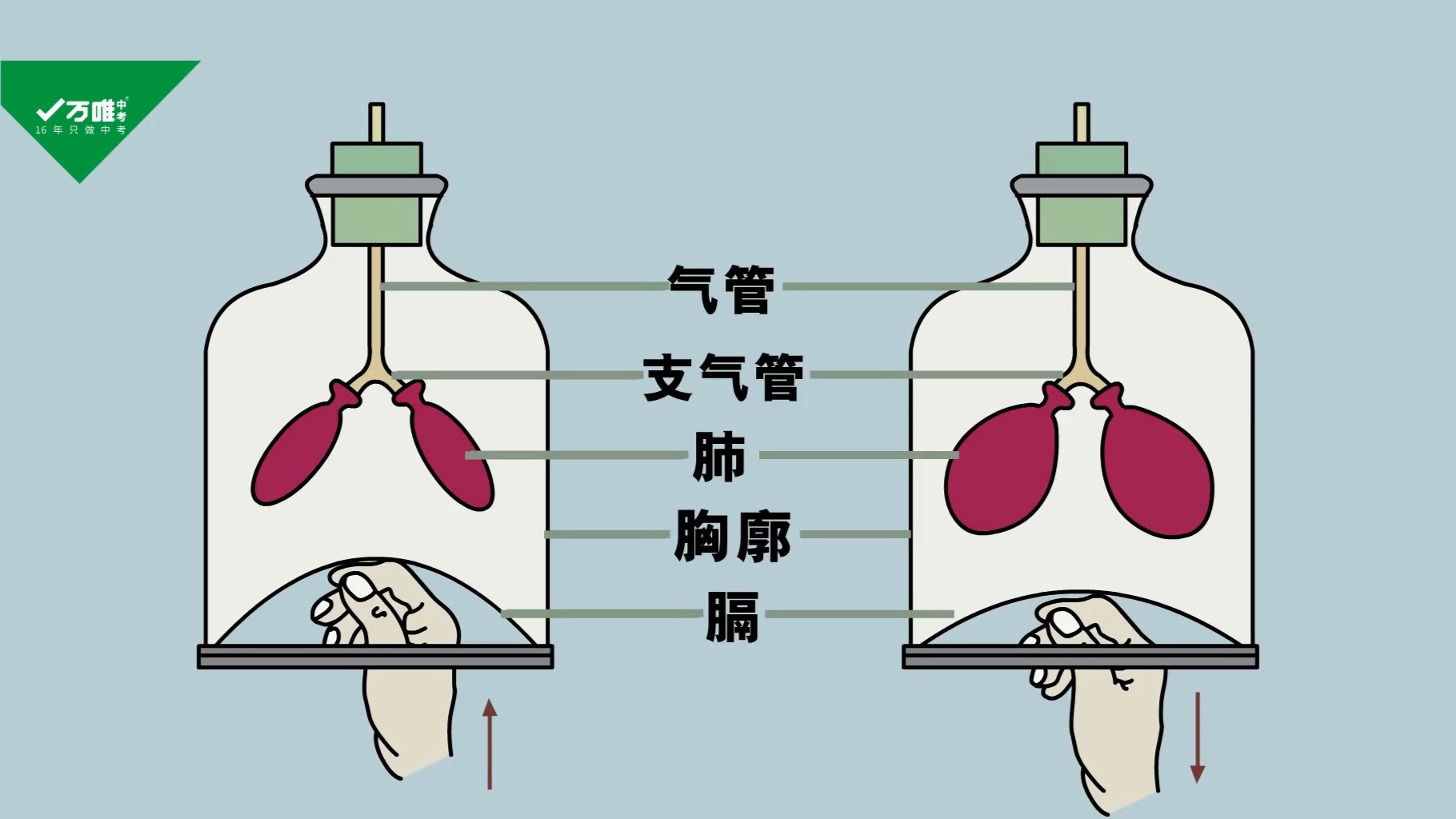 用气球模拟呼吸的过程