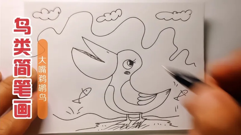 鸟类简笔画.大嘴鹈鹕鸟