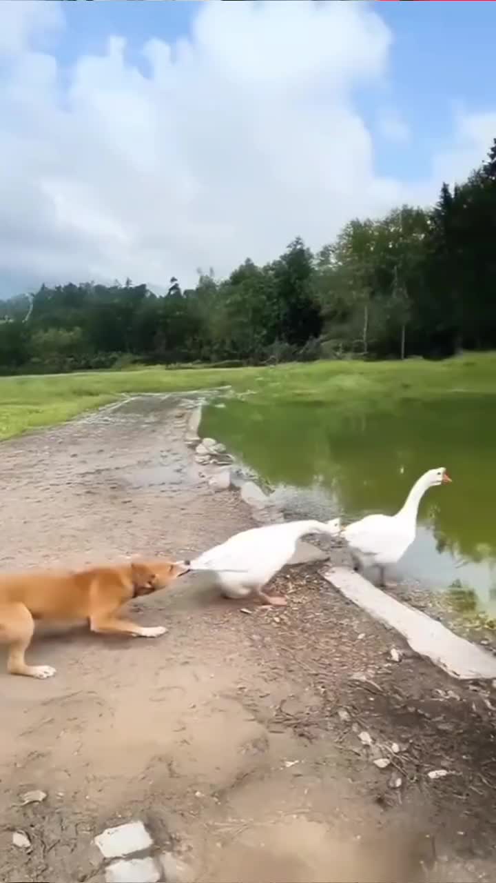 狗狗的迷你世界,就是这样的快乐。