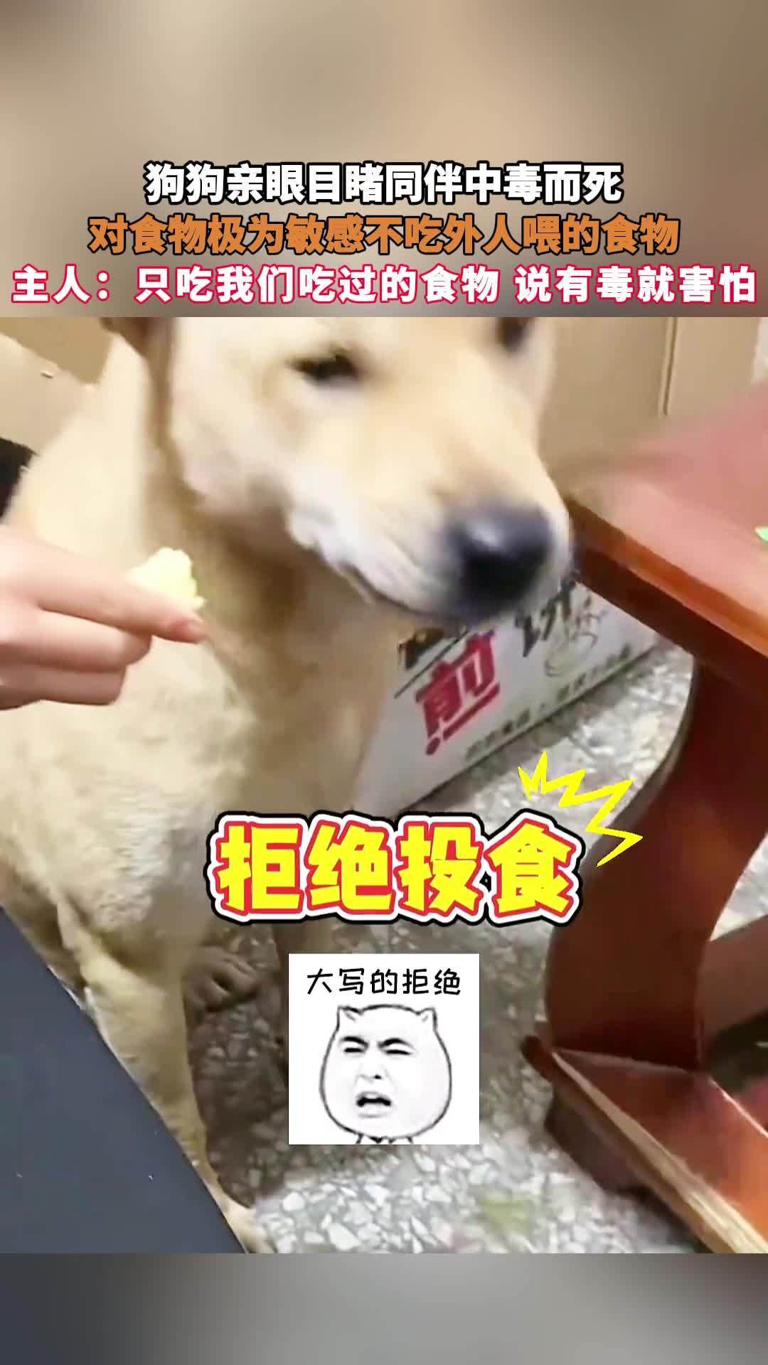 狗狗亲眼目睹同伴中毒而死,对食物极为敏感,主人:说有毒就害怕