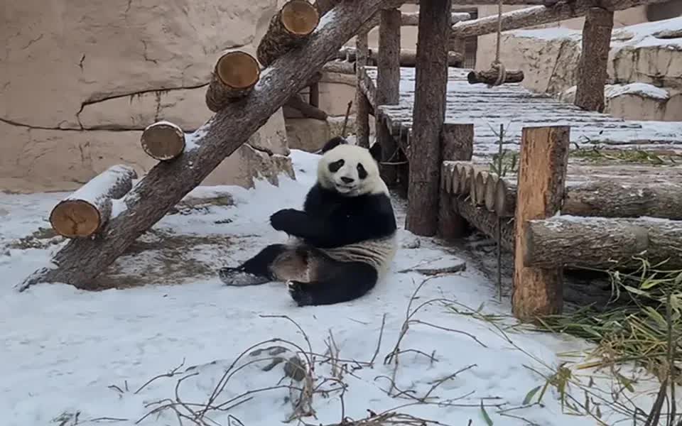 国宝大熊猫在俄罗斯也很受欢迎!